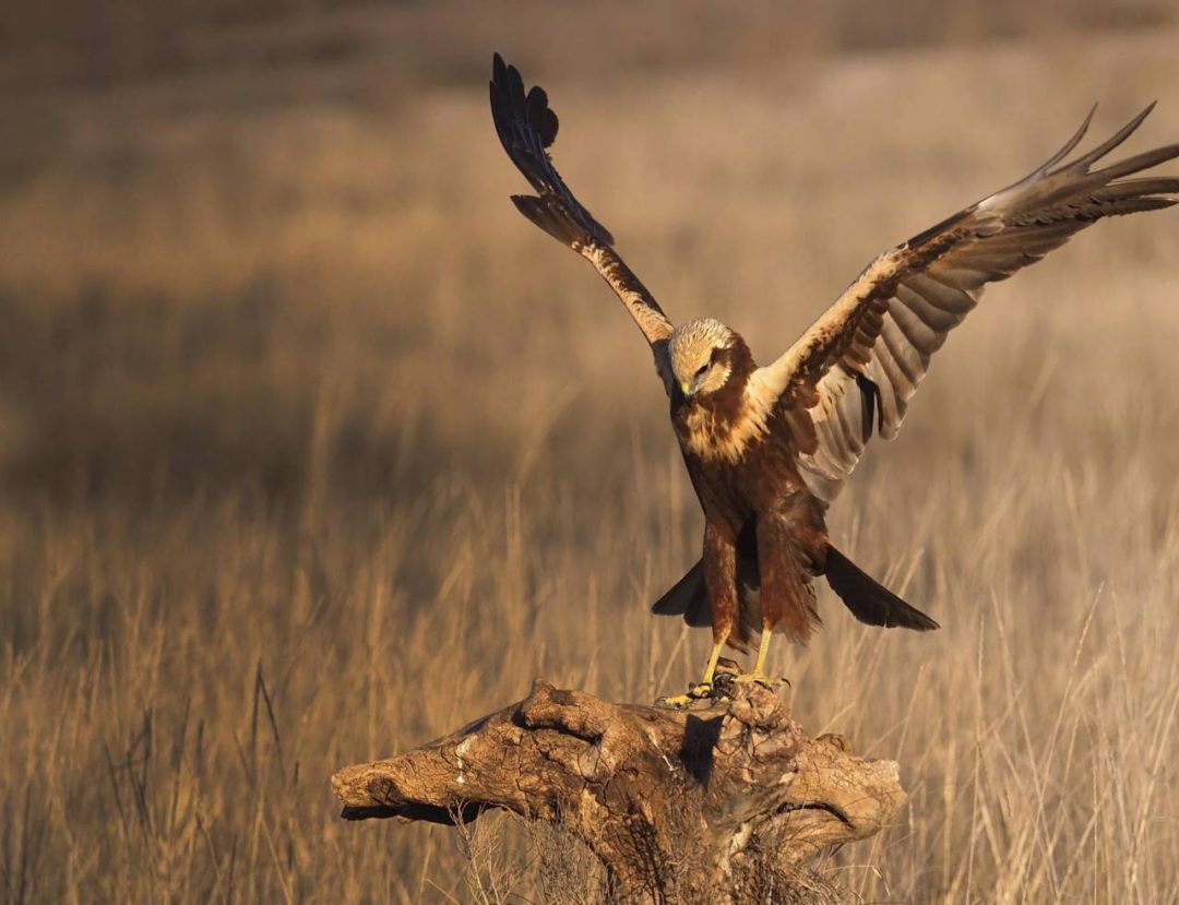 Ven a Fotografíar aves en libertad con Olympus y Foto K | El blog de Foto K
